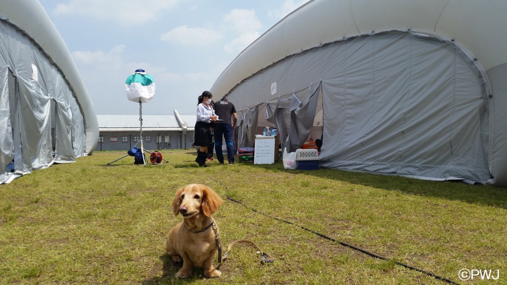 熊本県益城町で大活躍のバルーンシェルターが優れている4つのポイント | INU MAGAZINE（イヌ マガジン）